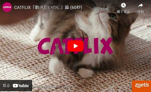 ゾエティスの CATFLIX でネコちゃんの変形性関節症をチェック！ 日常のようすを動画で撮る習慣と獣医師に相談を ｜ ガジェット通信 GetNews